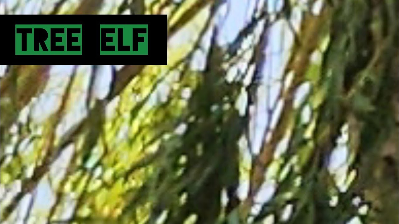 is this a real elf caught on camera - YouTube