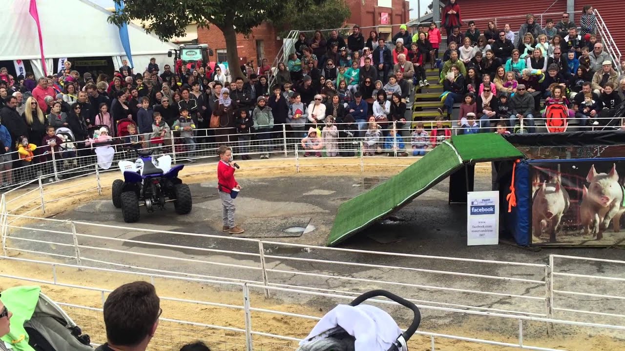 PIG DIVING AND RACING..South Australian Royal Show....September 10 ...