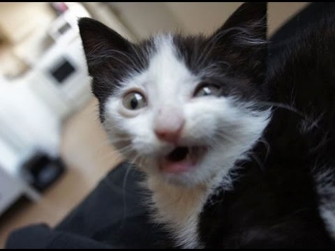 Pesky Cats Compilation - YouTube