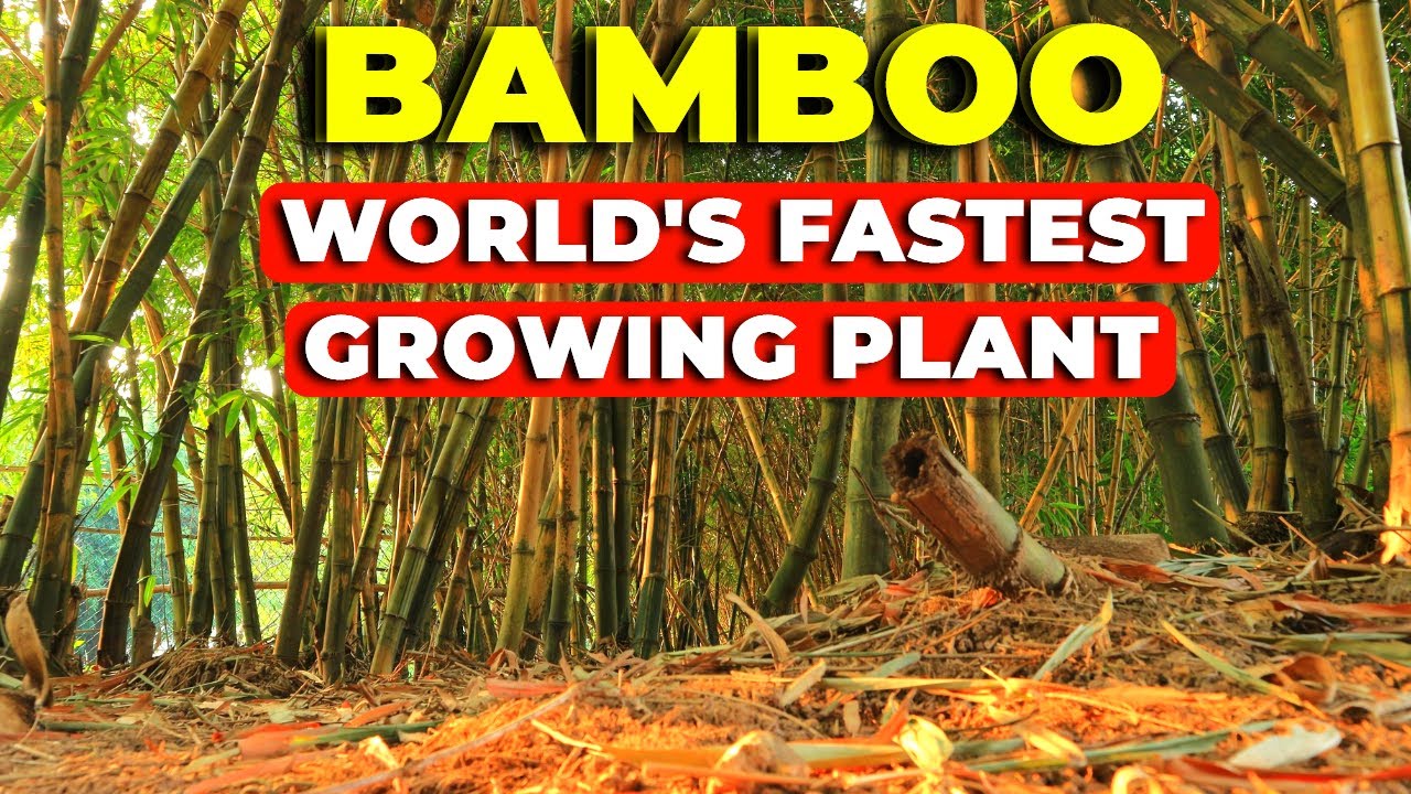 What Makes Bamboo the fastest-growing woody plant in the world - YouTube