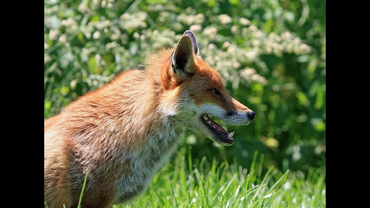 🆓[FREE]🔊🦊Zorro rojo llamando |Efecto de sonido| - YouTube