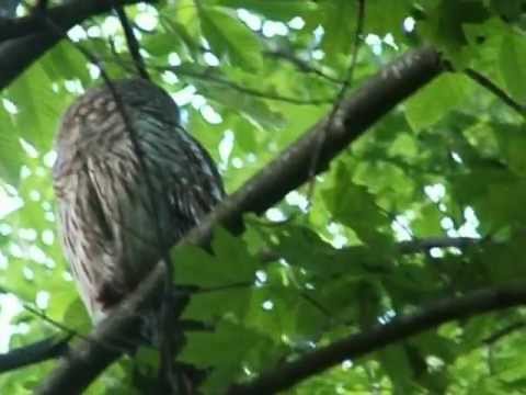 Barred Owl Hooting - YouTube