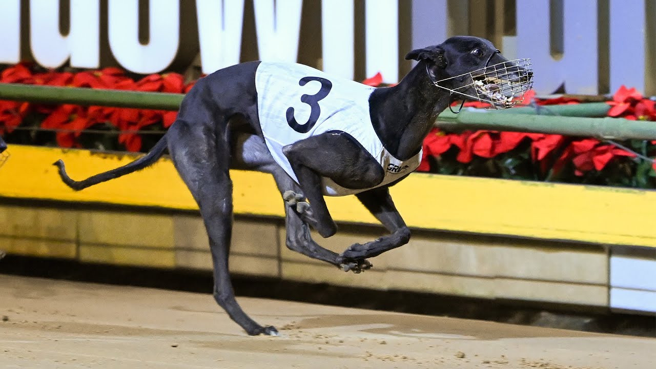 2020 Bold Trease heat 3 | Blazing Cartier - YouTube