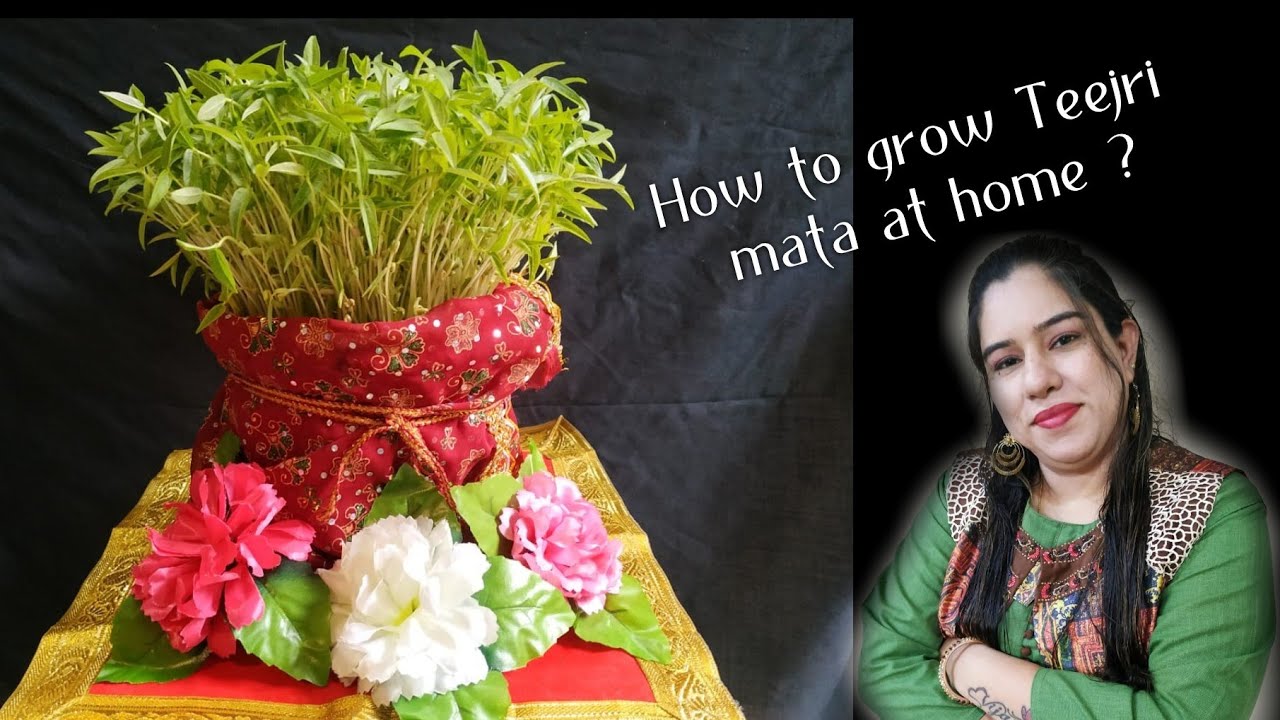 How to grow Teejri mata at home ?/ Teejri /teej/ Sindhi teejri/ sindhi ...
