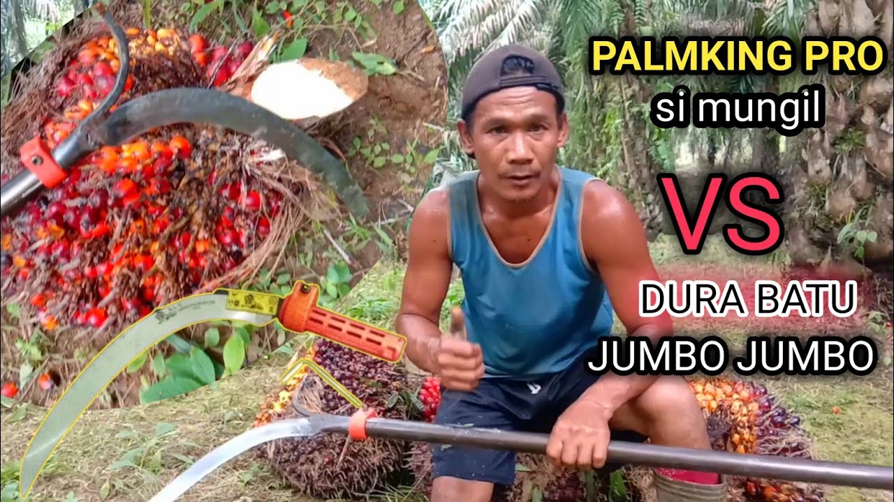habis panen pokok tinggi pindah panen pokok rendah. palmking pro KLS ...