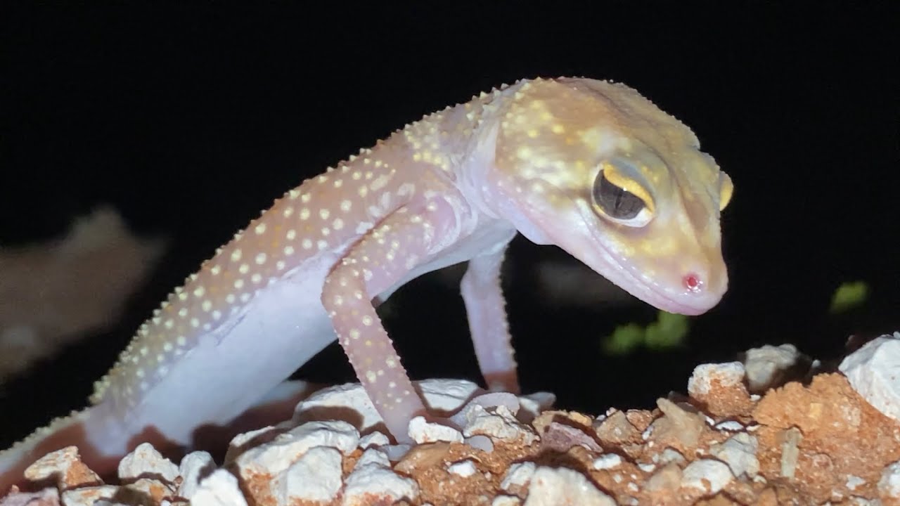 Have you ever heard a barking gecko bark? - YouTube