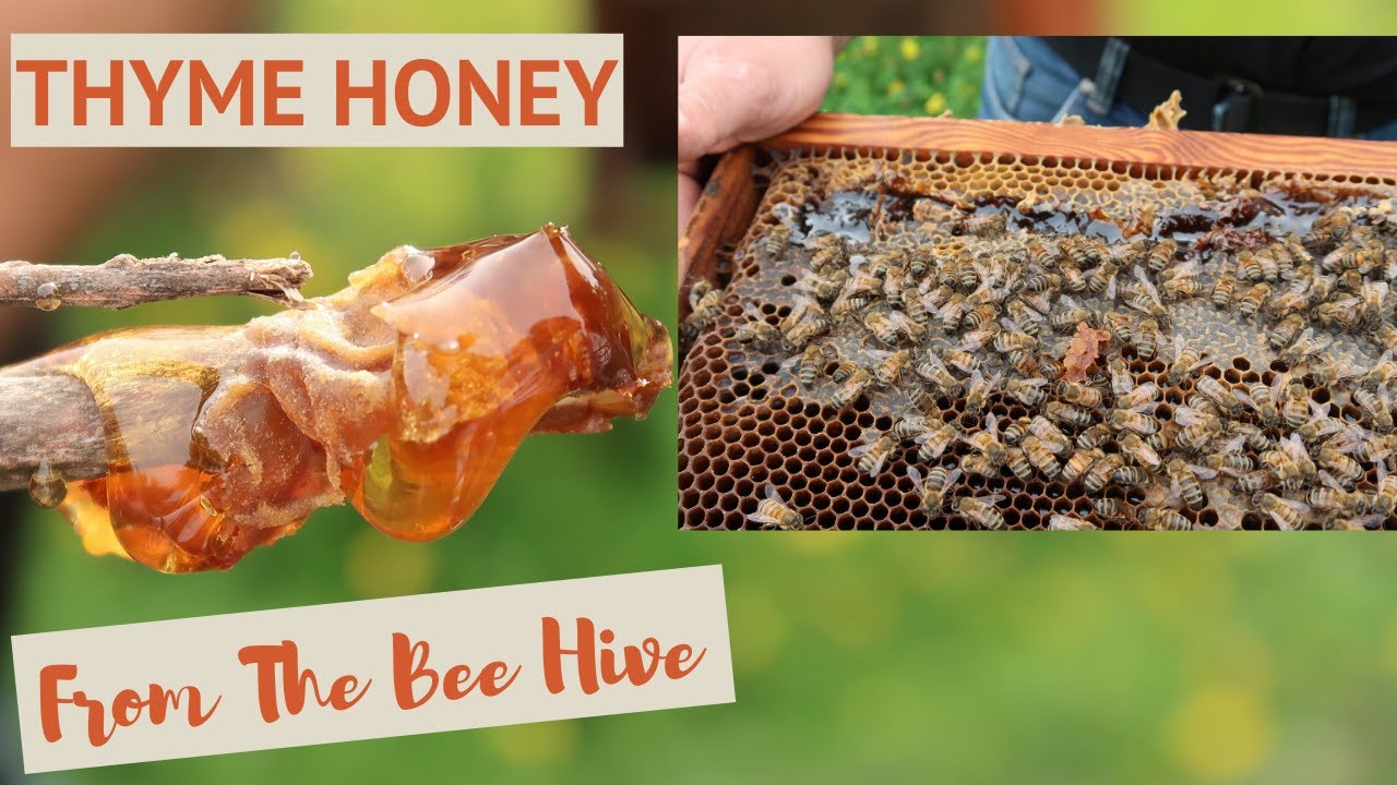 Amazing Thyme Honey From Crete: Tasting Pure Honey Directly From The ...