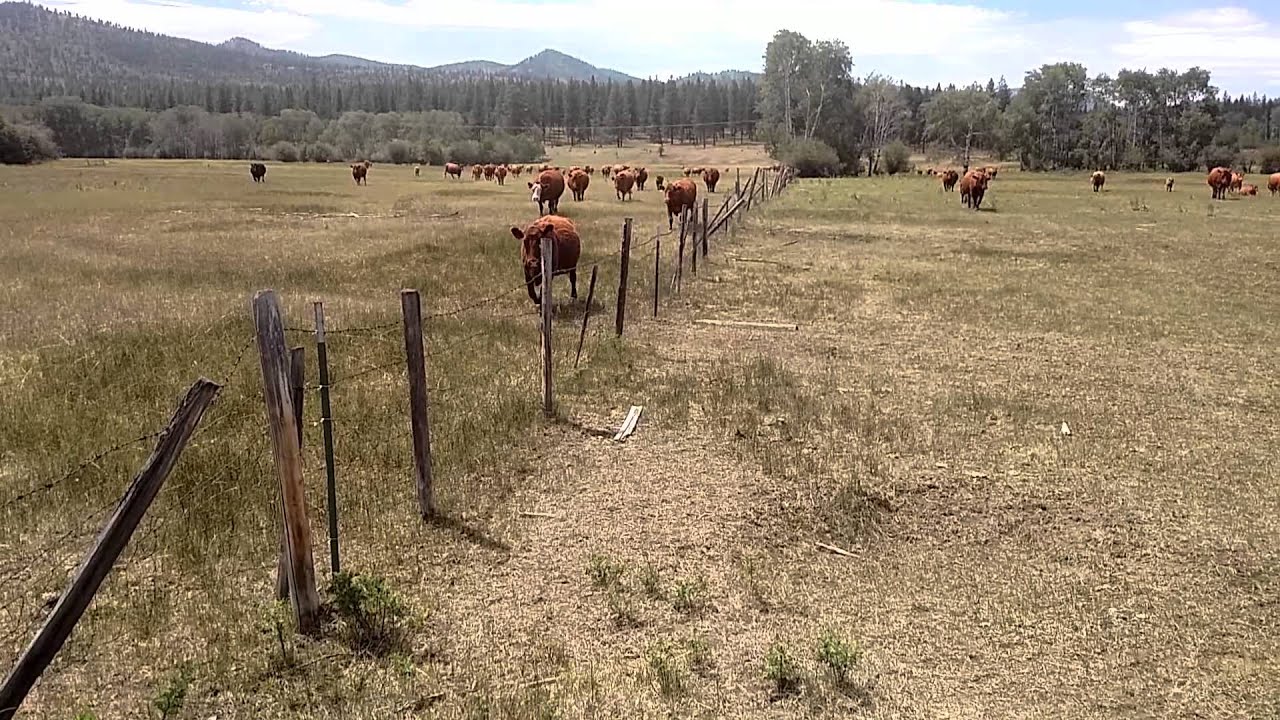 Moving cows by voice - YouTube