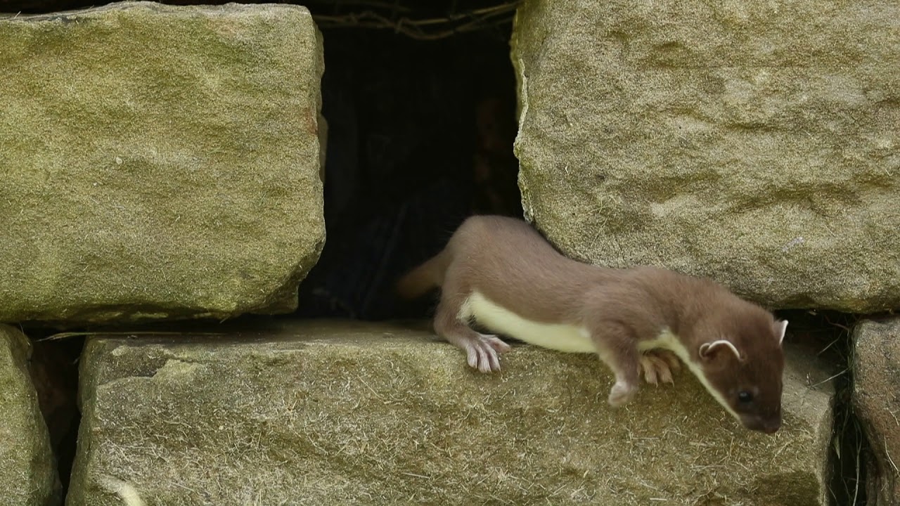 Really Cute Stoat Kit Video | Discover Wildlife | Robert E Fuller - YouTube