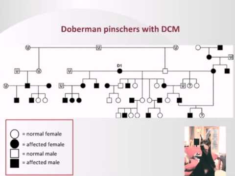 Dilated Cardiomyopathy (DCM) in Doberman Pinschers PART 1 - YouTube