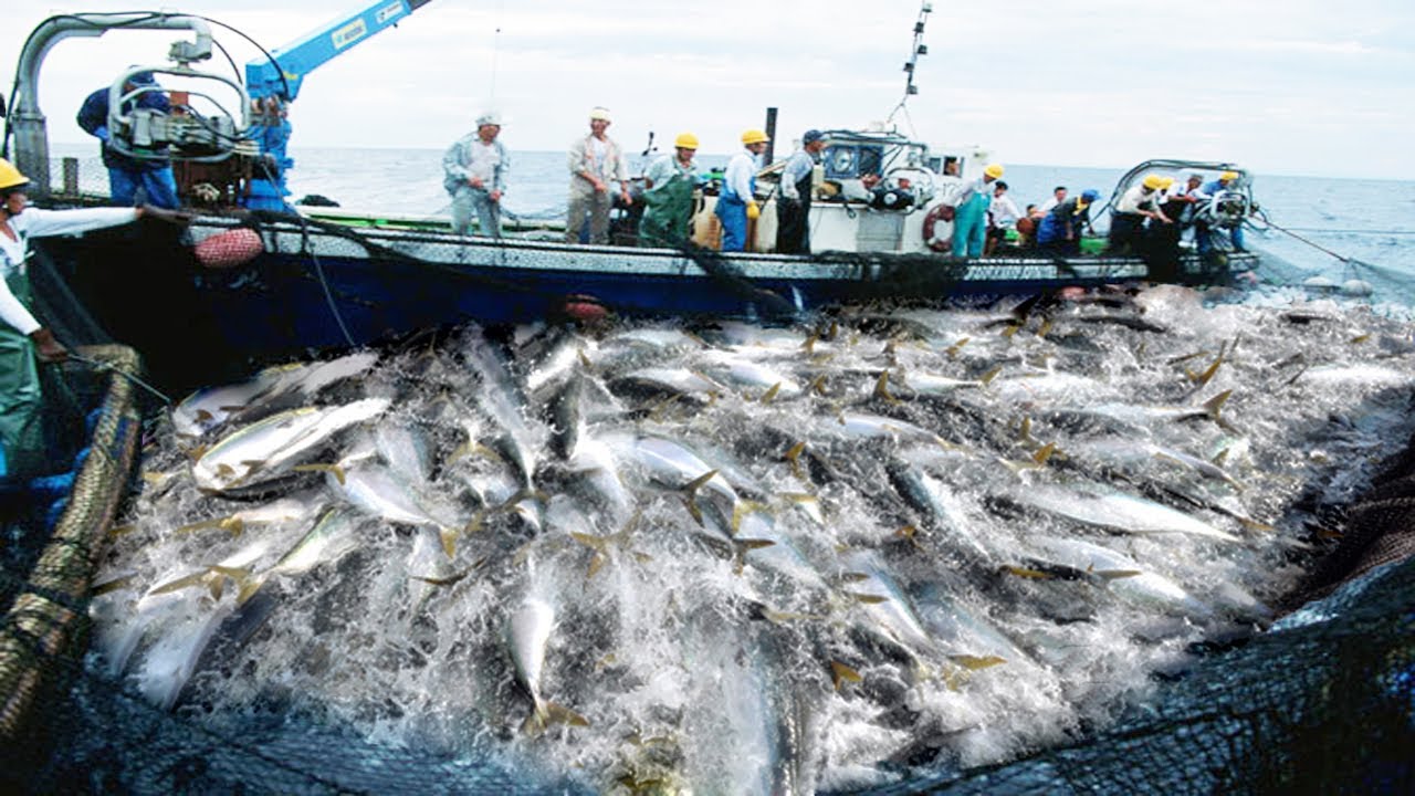 Unbelievable Seine Nets Fishing On The Sea - Japanese catching ...