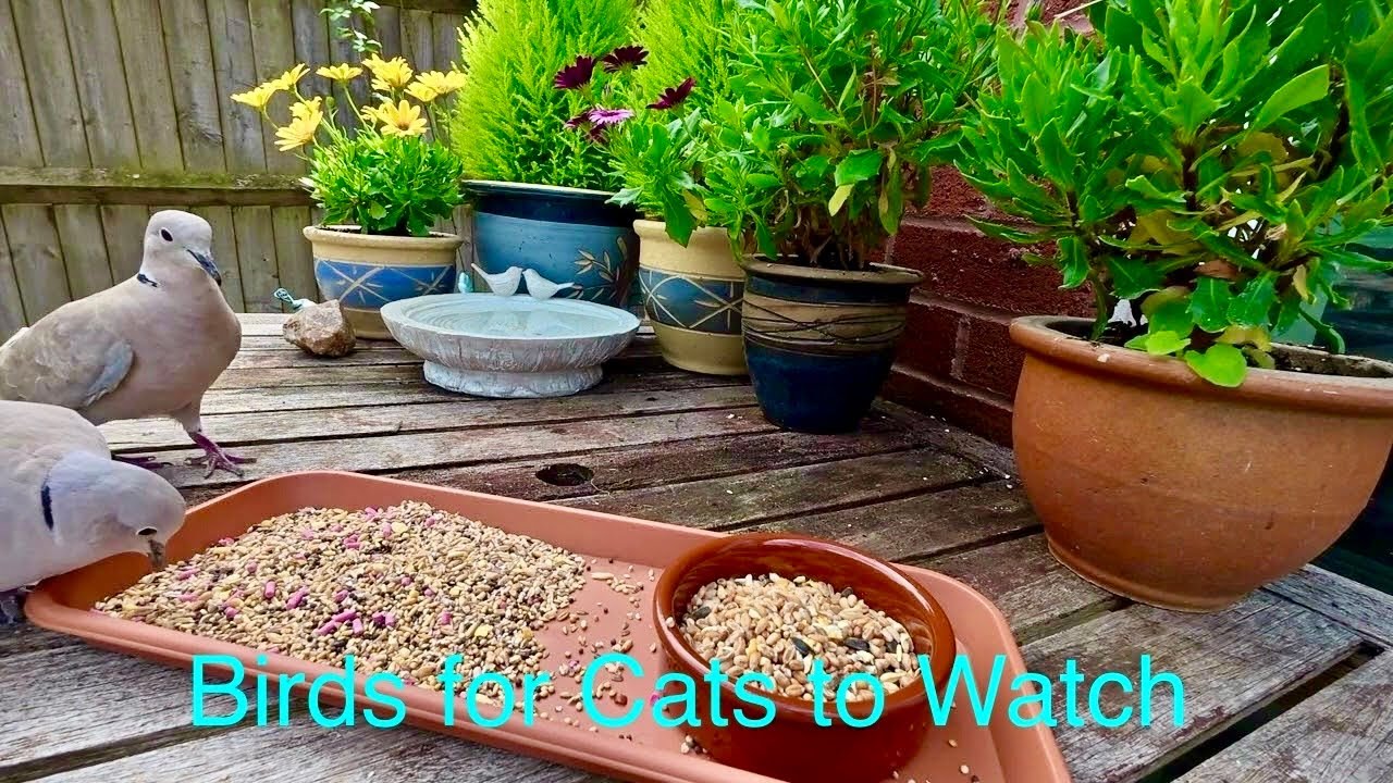 Collared Doves Eating Bird Seed. Birds for Cats to Watch #cattv - YouTube