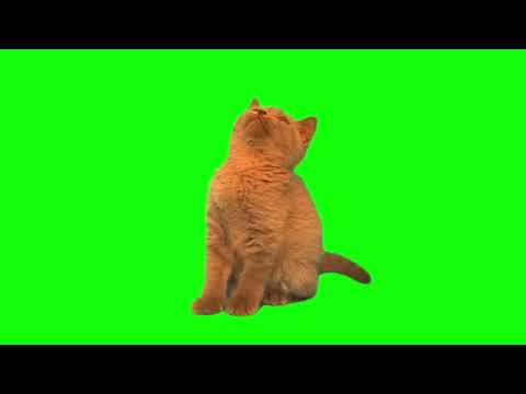 كروما خضراء للقطة للمونتاج cat green screen