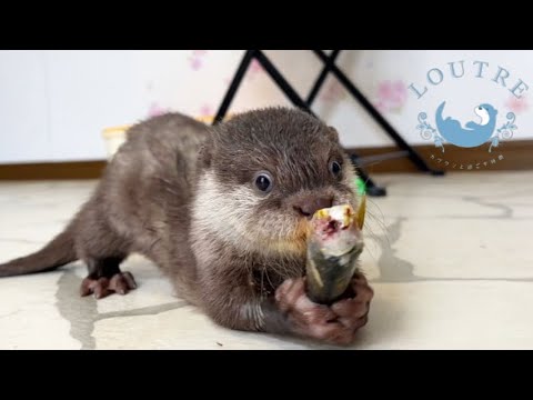 The Funny Moment when Baby Otters Eat Fish. - YouTube