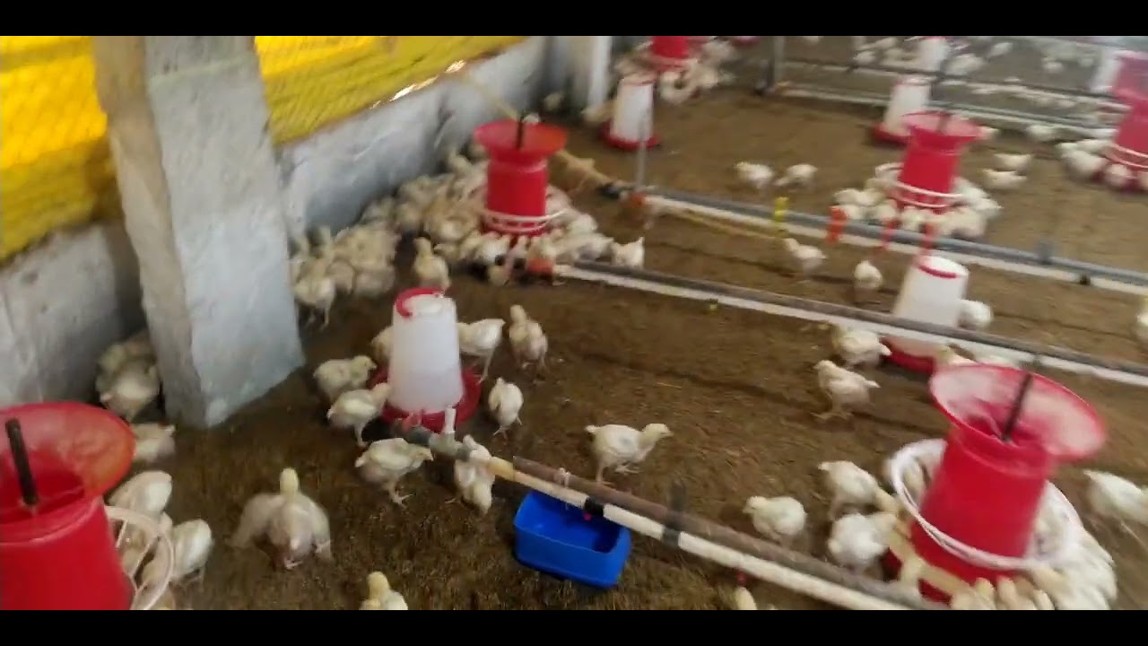 Check Feed and water And Report it to The Manager 😄 - YouTube