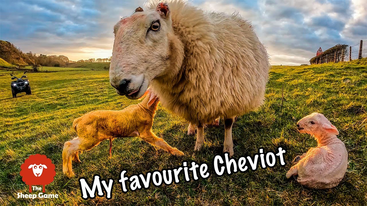 SOME OF MY LAMBS CAN'T STAND UP! What is wrong? | Day 12 of Lambing ...