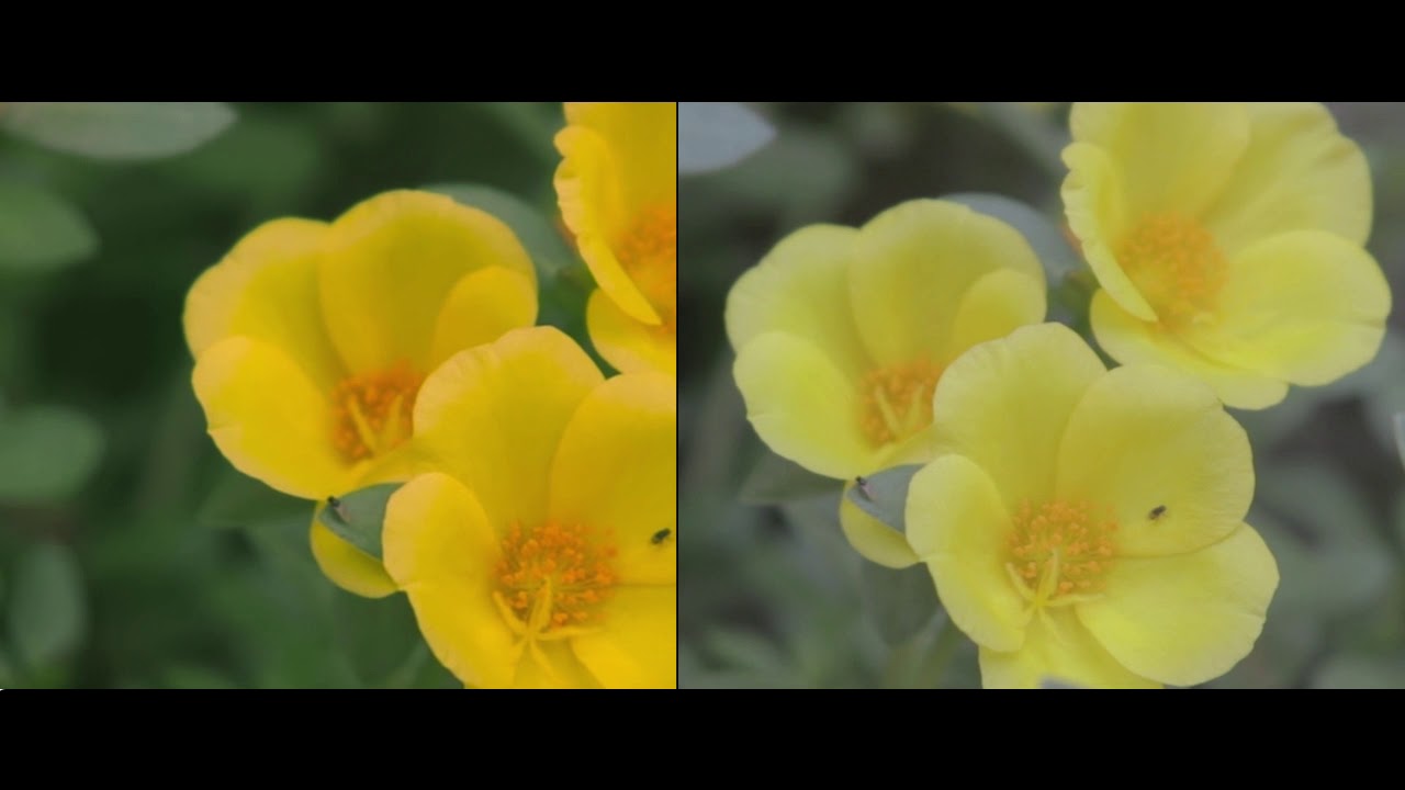 Technicolor cinestyle + Canon EOS 77D cinematic shot - YouTube