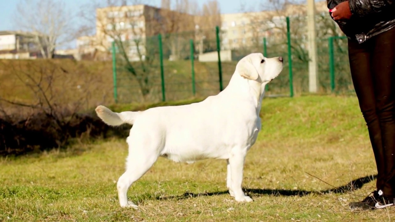 JUNIOR PRINCE OF WALES Garish Style / 22 months / Part 2 - YouTube