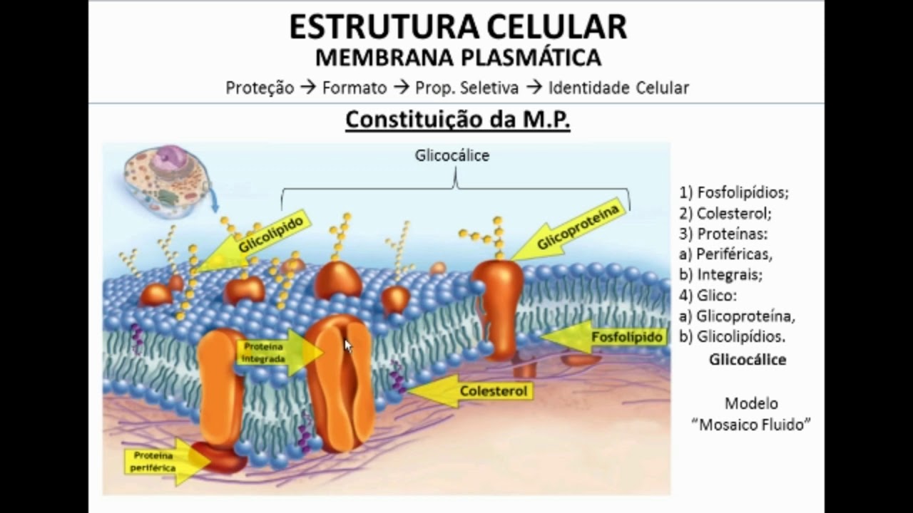 Glicocalice Na Membrana Plasmatica Anglo Resolve