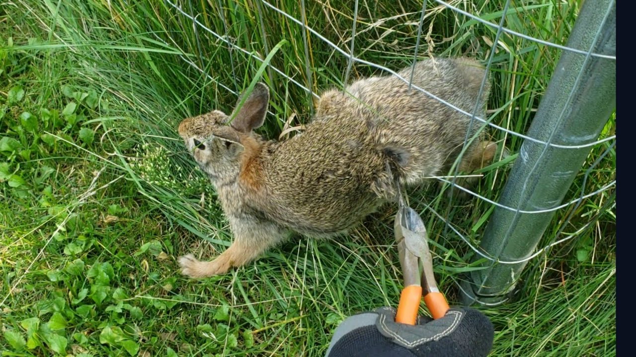 A rabbit got stuck In my yard! Let's help. 🐇🙂 - YouTube