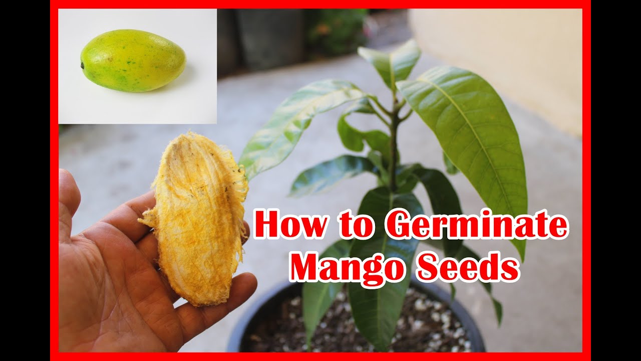 How to Germinate Mango Seeds - YouTube