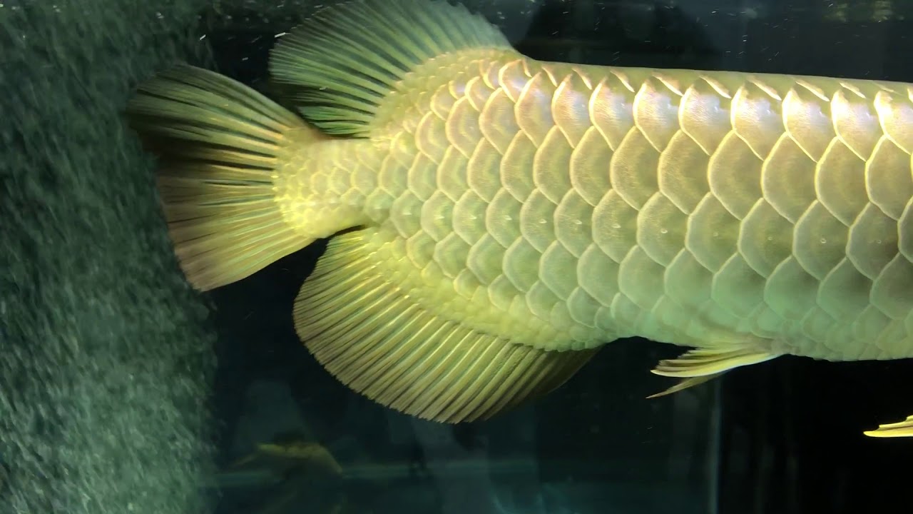 Malaysian Golden Crossback Arowana F2 - YouTube