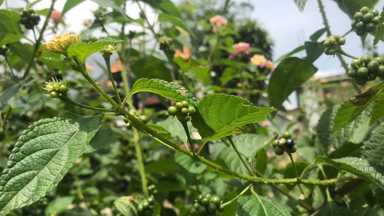 How To Use Ananse Dokono For Retentive Memory And Concentration | Kasoa ...