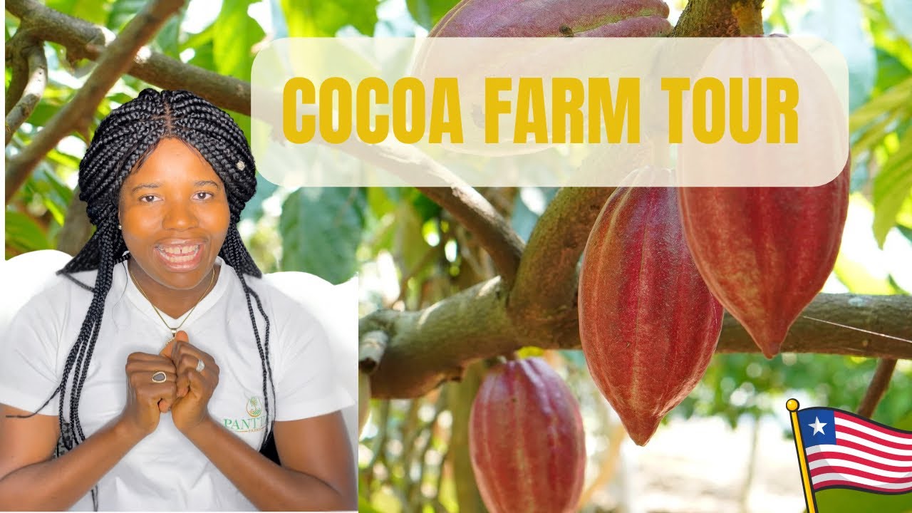 Inside a Cocoa Farm in Liberia 🇱🇷 | Farm Tour | (Part 2) - YouTube