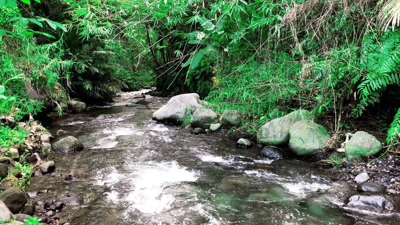 Morning River in Mountain, Bubbling Stream Sounds for Relieve Stress ...