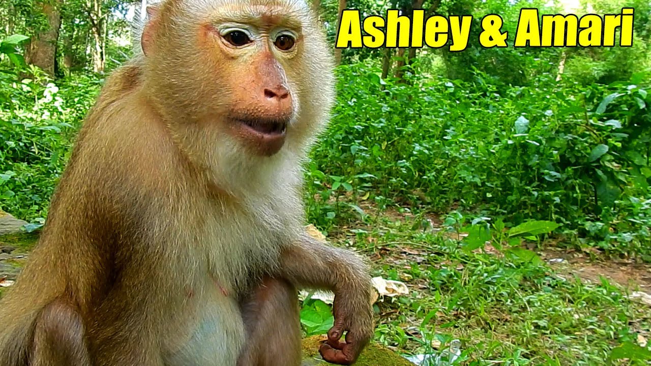 Why Ashley Monkey Has Left From Poor Amari To J-oin Sovann Team. - YouTube