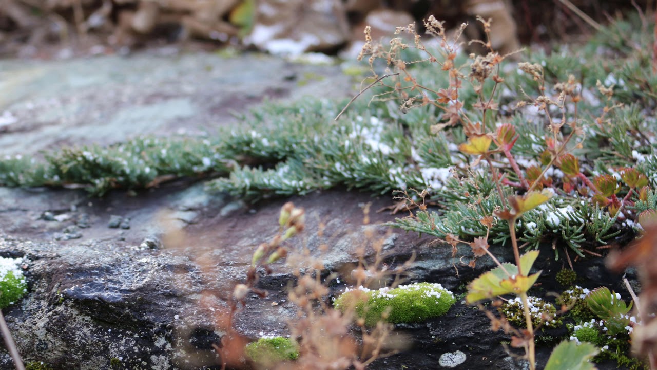 Meditation - Knowing Each Other - Soryu Forall - Sunday Sit - YouTube