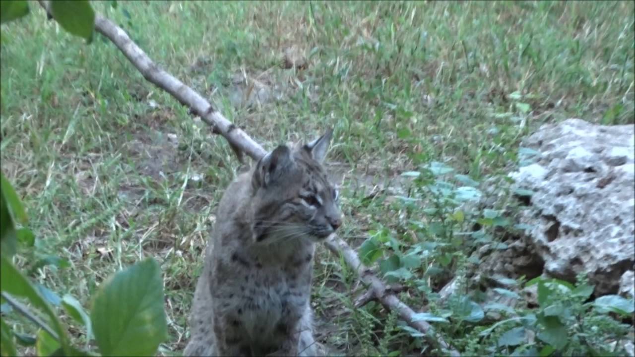 Josie, Bobcat at Tulsa Zoo - YouTube