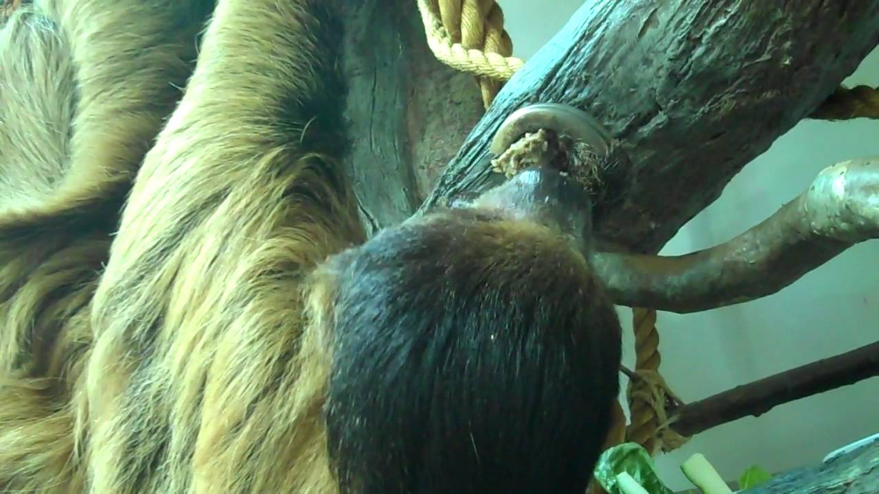 Sloth - NC Museum of Natural Science - YouTube
