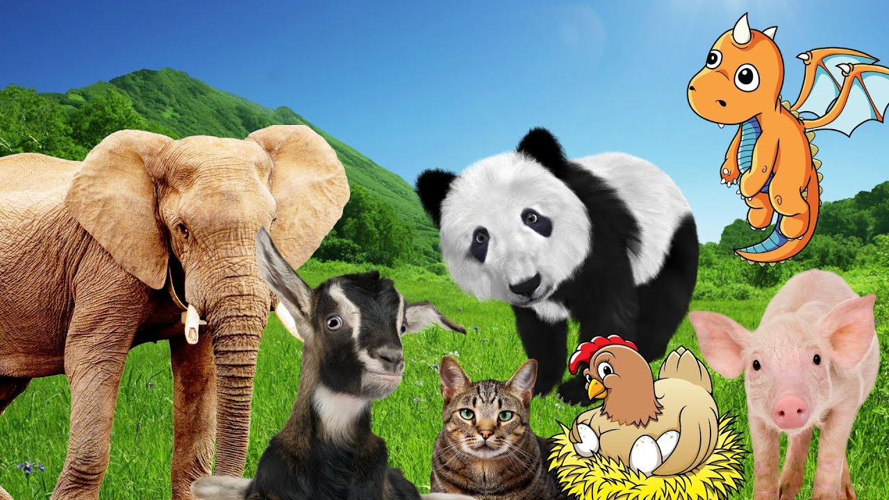 The most interesting animals: elephants, pandas, goats, chickens, pigs ...