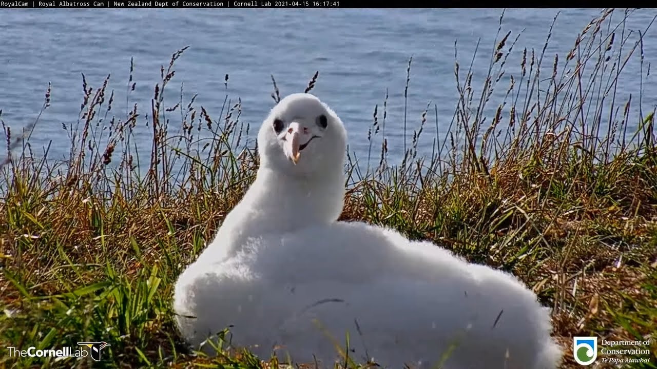 21.04.15 Royal Albatross Cam - 可愛特寫 Cute close-up - YouTube