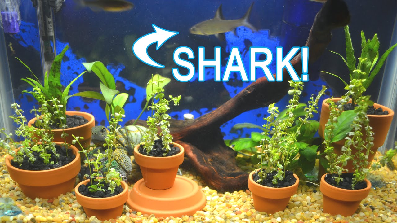 URBAN FARM AQUASCAPE FISH TANK WITH LIVE PLANTS! - YouTube