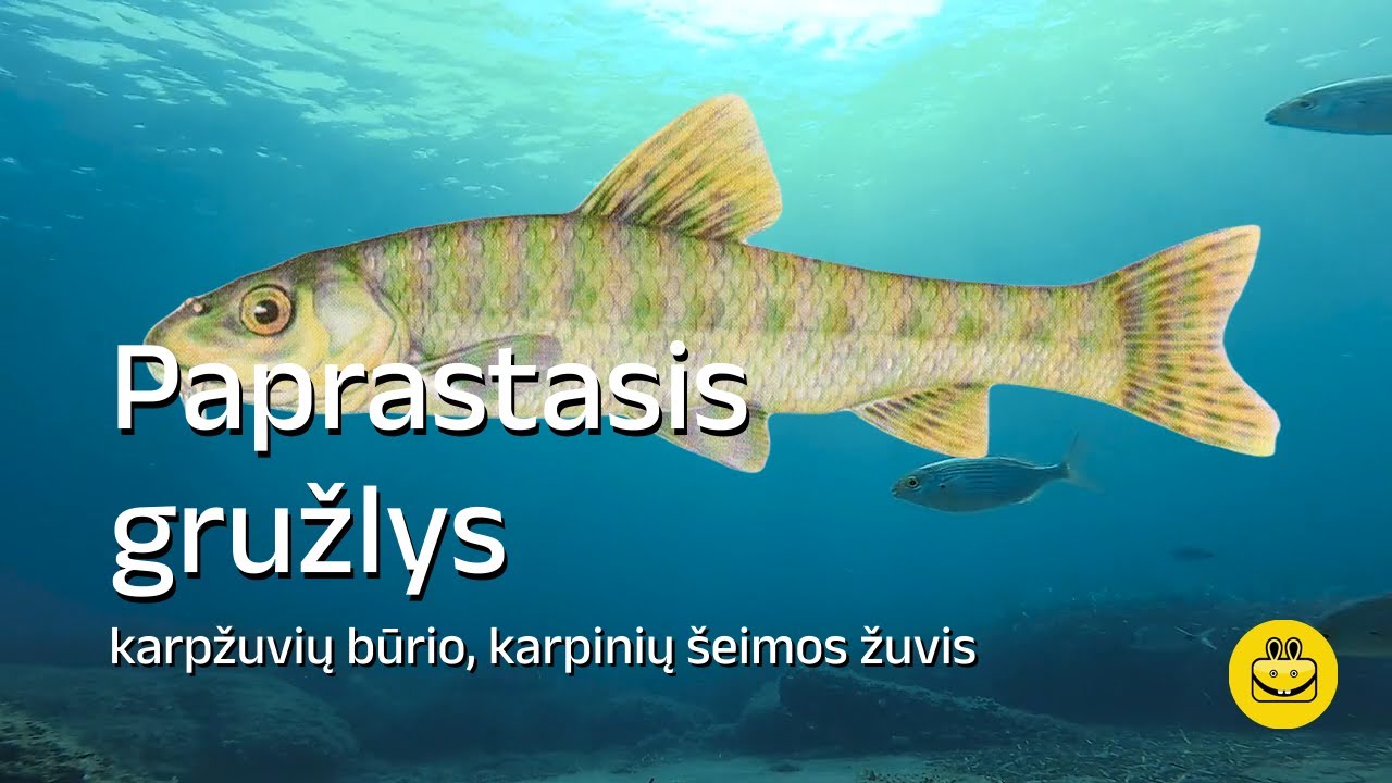 Paprastasis gružlys - YouTube