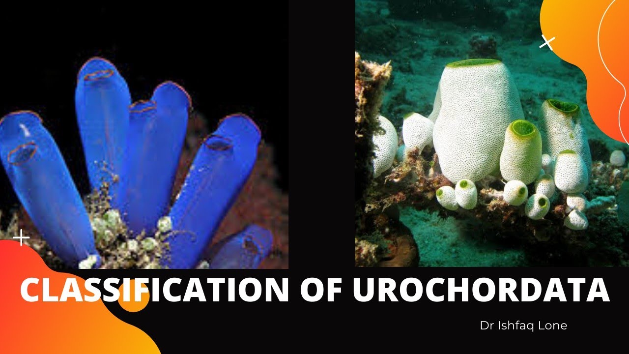 Classification Of Urochordata - YouTube