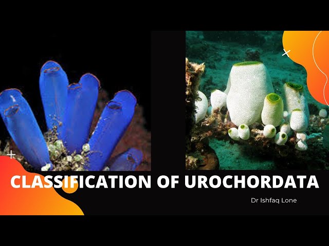 Urochordata Examples Phylum Chordata