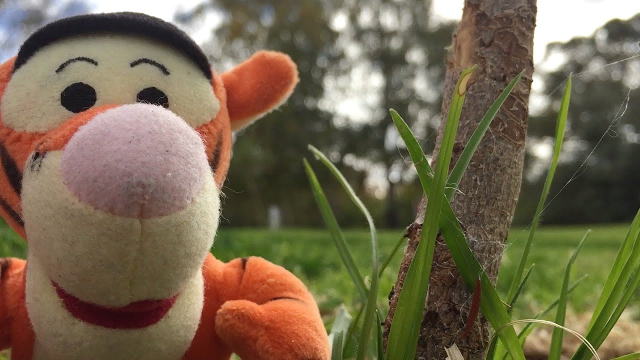 The Rolling Tigger | Tigger's Adventures! S01 E01 - YouTube