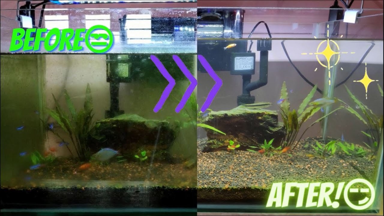 HOW TO CLEAN YOUR PLANTED FISH TANK I AQUARIUM MAINTENANCE - Planted ...