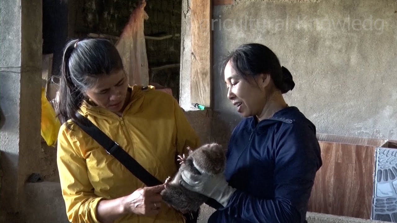 The farmer raises thousands of ferrets to obtain fur, meat, and skin ...