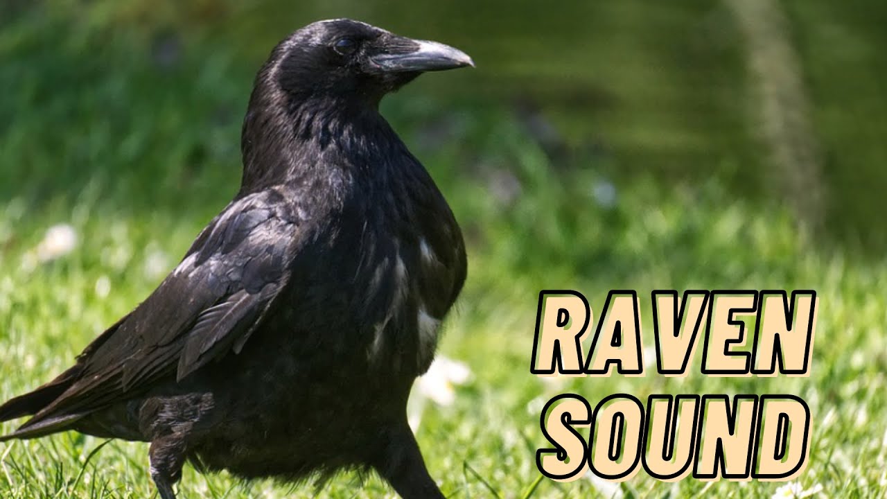 Sound Of A Raven Bird Video By Kingdom Of Awais - YouTube