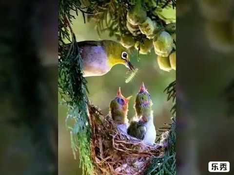Birds with their Nests compilation. 🇱🇰. Lali Bro. - YouTube