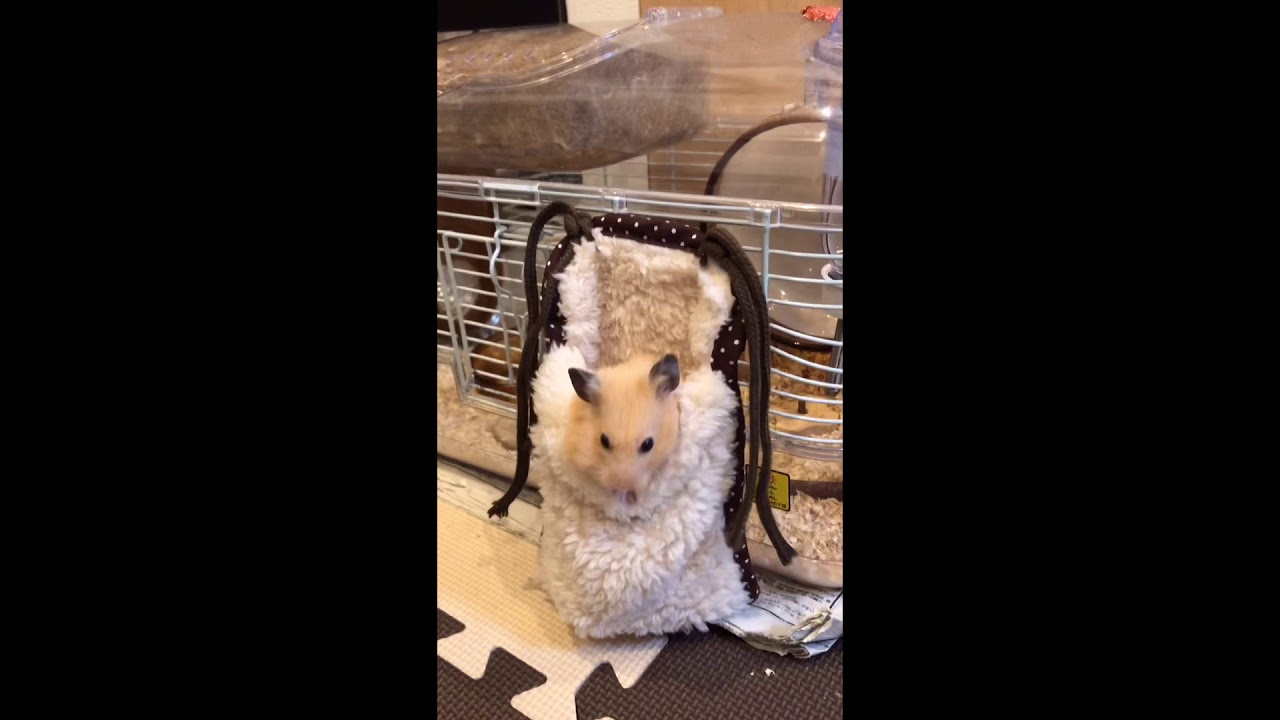 Good morning hamster おはようハム太郎 - YouTube