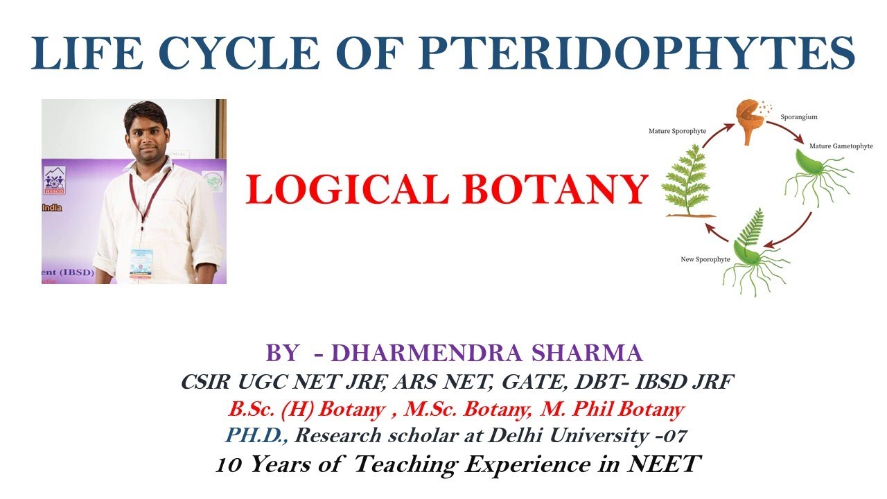 LIFE CYCLE OF PTERIDOPHYTES II NEET II CBSE - YouTube