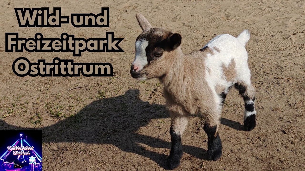 Wild- und Freizeitpark Ostrittrum 2025 - Alle Tiere im Überblick - YouTube