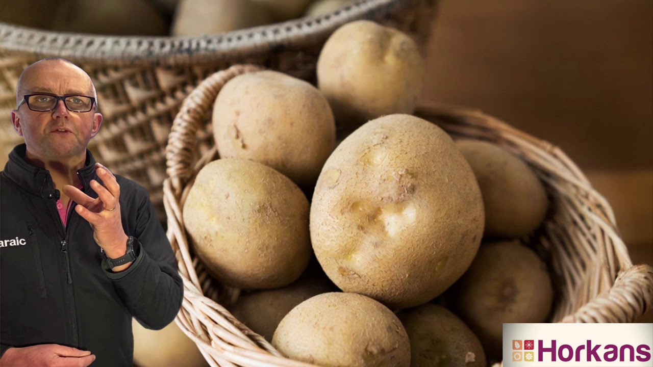 Foremost Potatoes: The First Spuds - YouTube