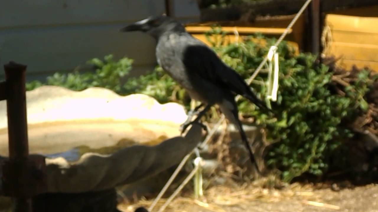 Australian Currawong. A majestic bird. - YouTube