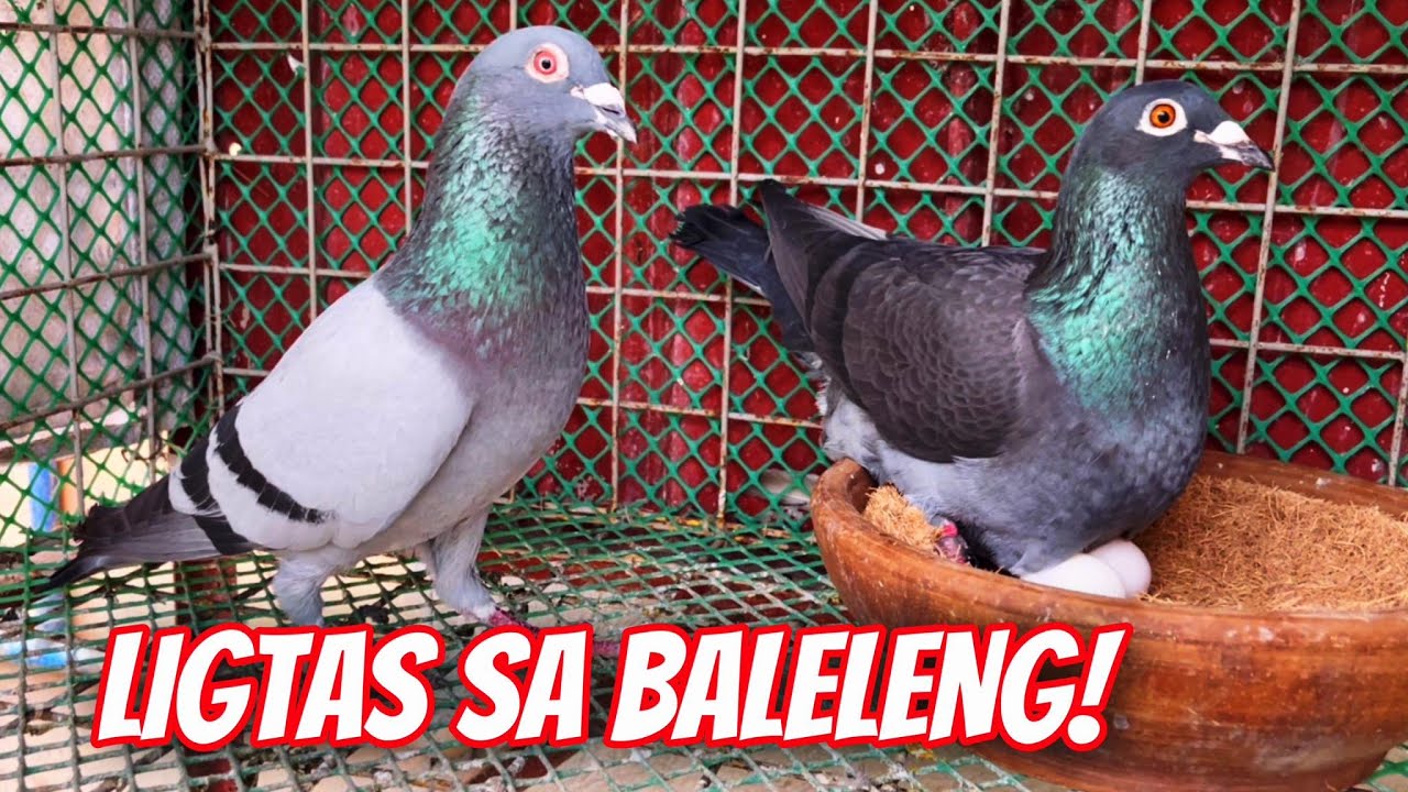 GAMOT SA BALELENG? 🤔💭 - YouTube